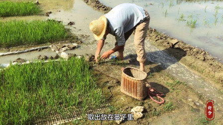饱受城里人质疑的种水稻方法?你们老家是如何种植水稻的