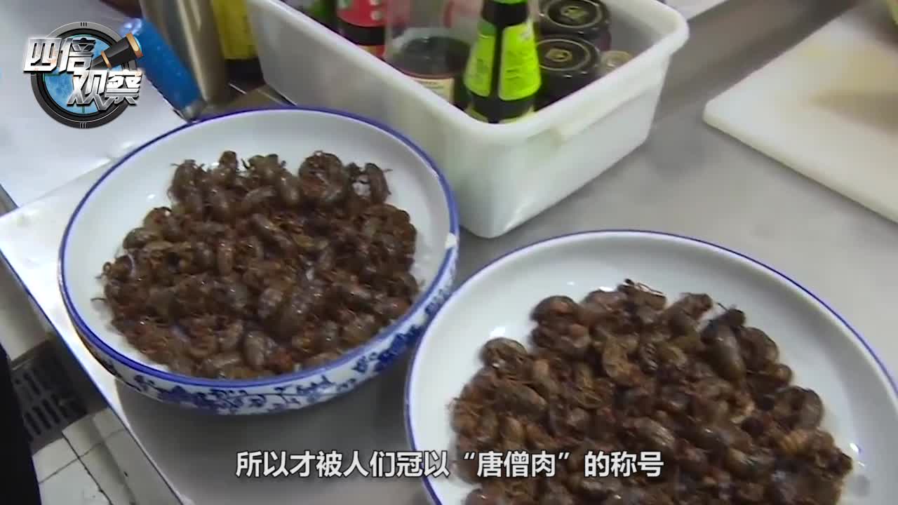夏季的金蝉,为什么被称做“唐僧肉”?究竟有什么功效?