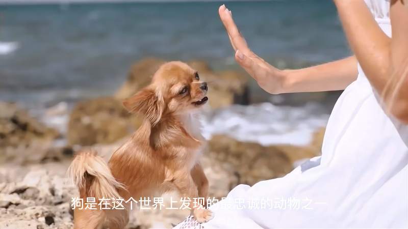 世界上最强的狗TOP10