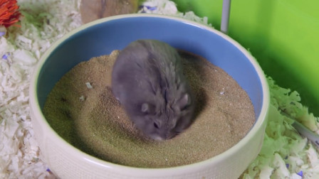 仓鼠一洗澡就会立马死亡,这又是为什么呢?养仓鼠.
