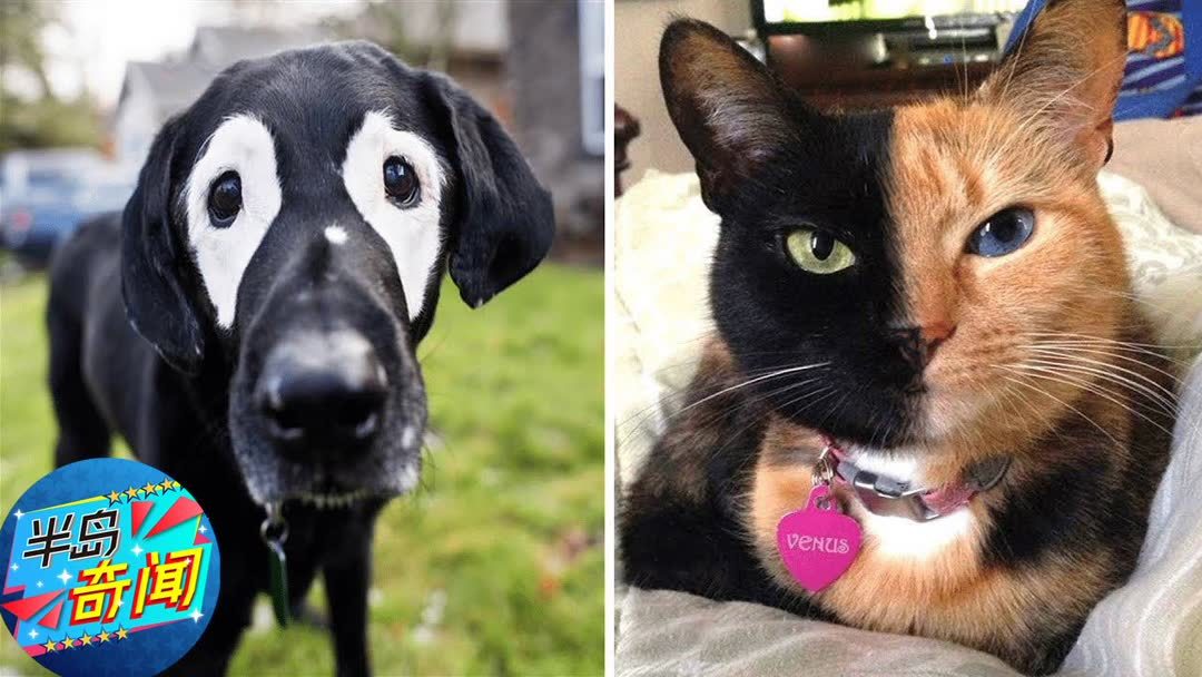 8个长得与众不同的小动物,它们看起来就像是被PS过的!