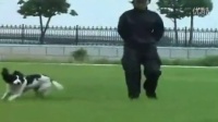 如何训练狗狗在固定地方大小便视频