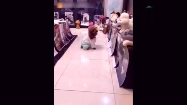 泰迪生病了无精打采,为了狗狗尽快好起来,主人打印这么多照片