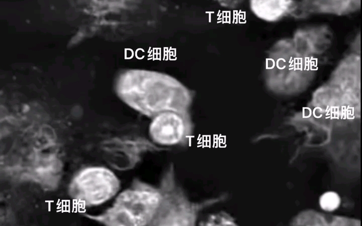DC细胞向T细胞抗原呈递的过程