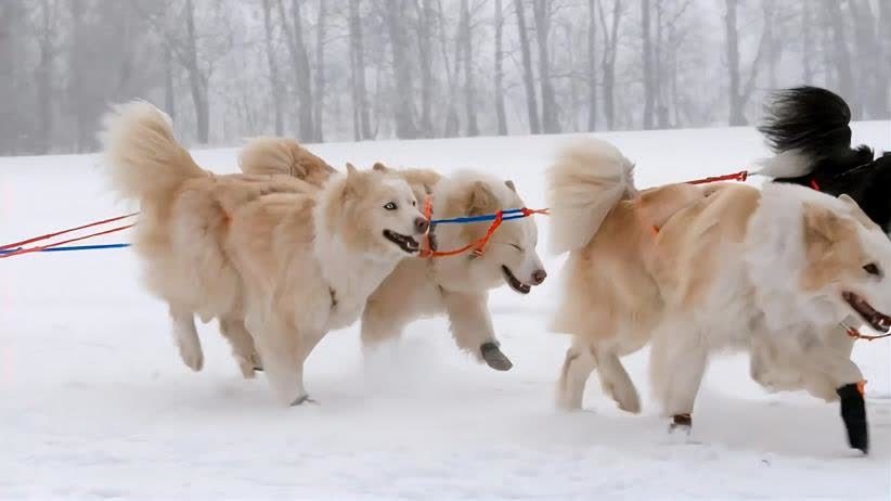 短腿黄毛小狗视频素材 雪地可爱小狗无水印视频素材