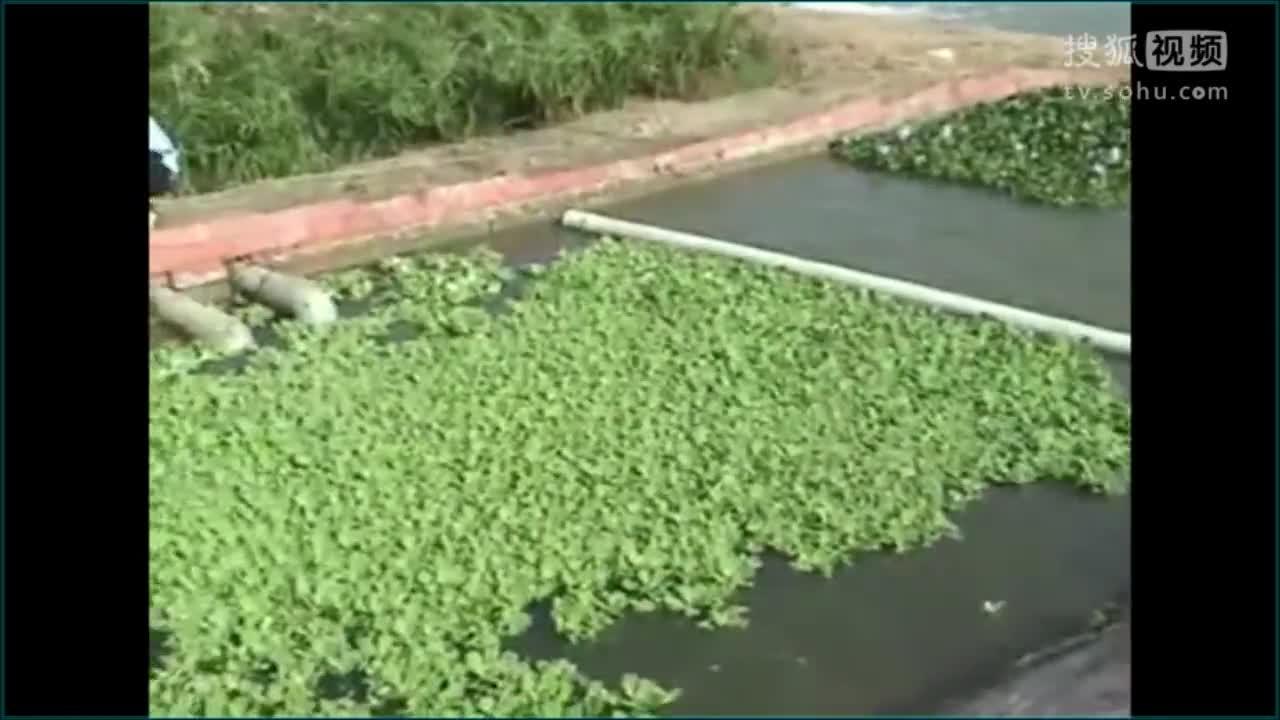养鱼技术 池塘水循环净化系统