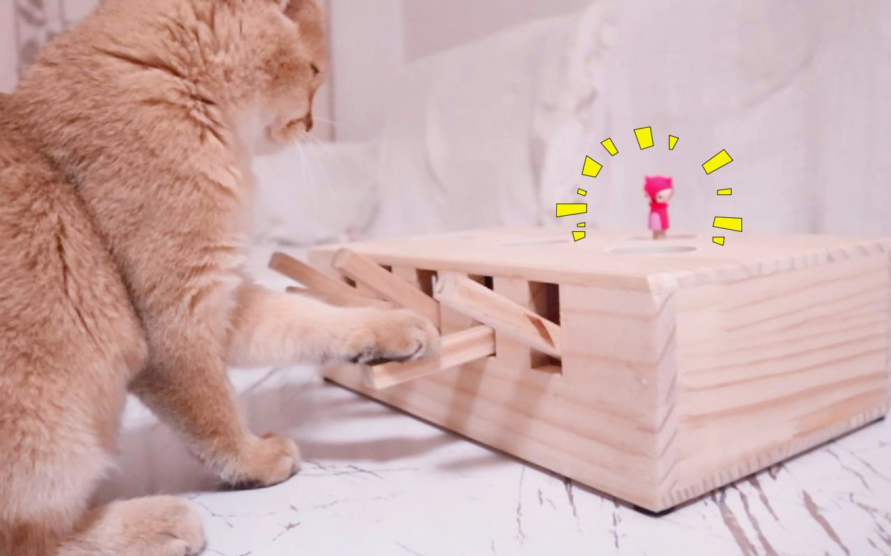 给猫买了个高级玩具,10天后开发了新玩法