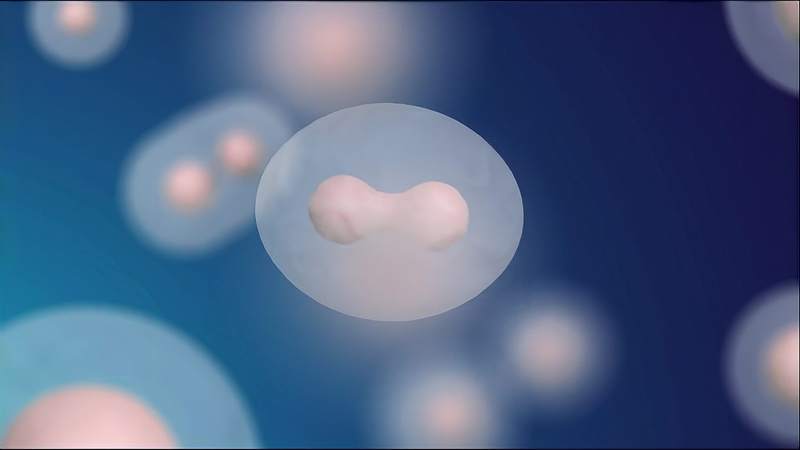 【格索普动画】细胞分裂