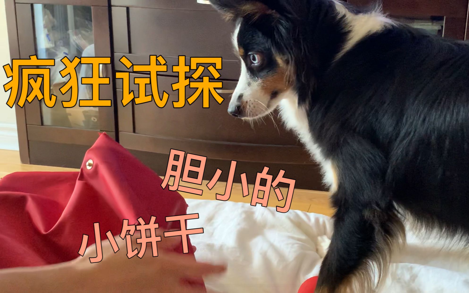 狗狗突然见到东西自己动起来会怎么样?胆小的小澳牧