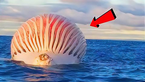 茫茫大海中发生的六个诡异且离奇事件