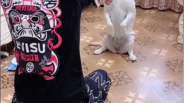 狗狗的模仿能力连人类都很难达到,细节做得很到位!