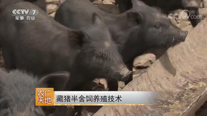 [农广天地]藏猪半舍饲养殖技术 20181018