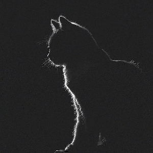 拣尽寒枝不肯栖qwq 