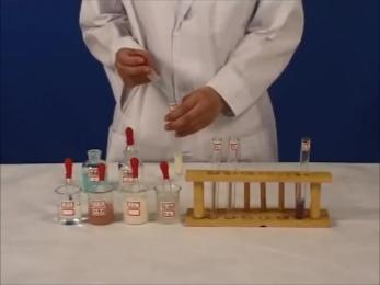 高中生物实验05植物组织中蛋白质的鉴定