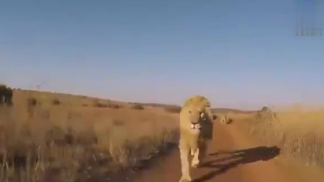 野兽袭人现场, 萌萌的大熊猫竟然也有这么凶残的一面!