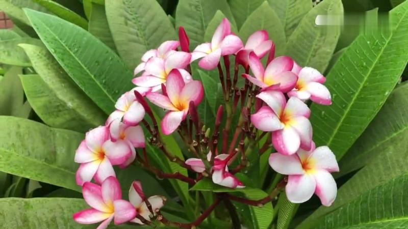 百花系列:二十种花