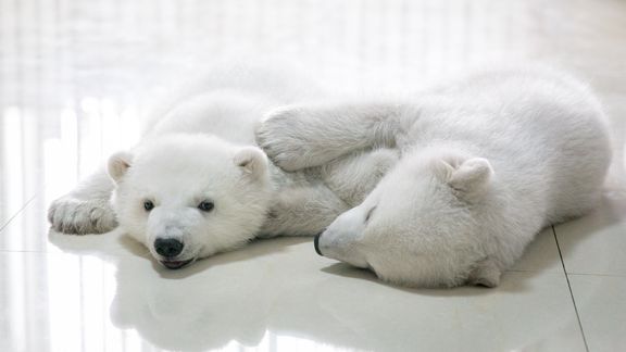 《小北极熊成长记》外面的世界