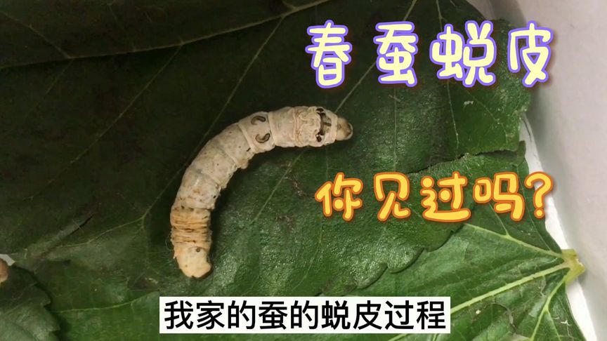 重温童年养蚕乐趣,蚕的蜕皮过程,你见过吗?
