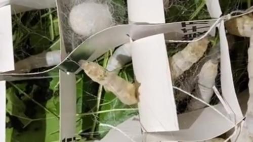 蚕丝是如何制作的,实拍蚕宝宝从吐丝结茧,再到人工抽丝全过程