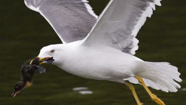 小鸭当着妈妈的面被生吞,母鸭全部联合起来,直接把海鸥打一顿