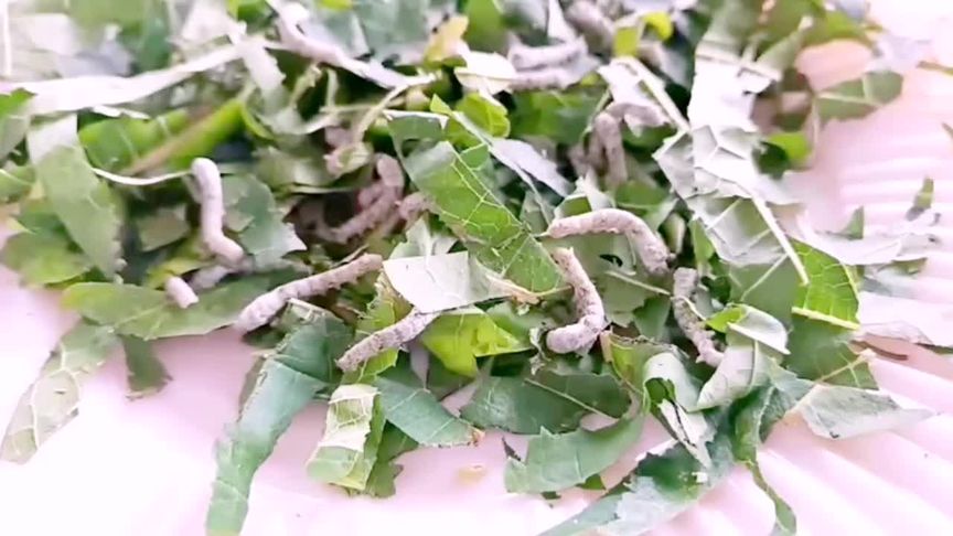 制作蚕丝被的过程