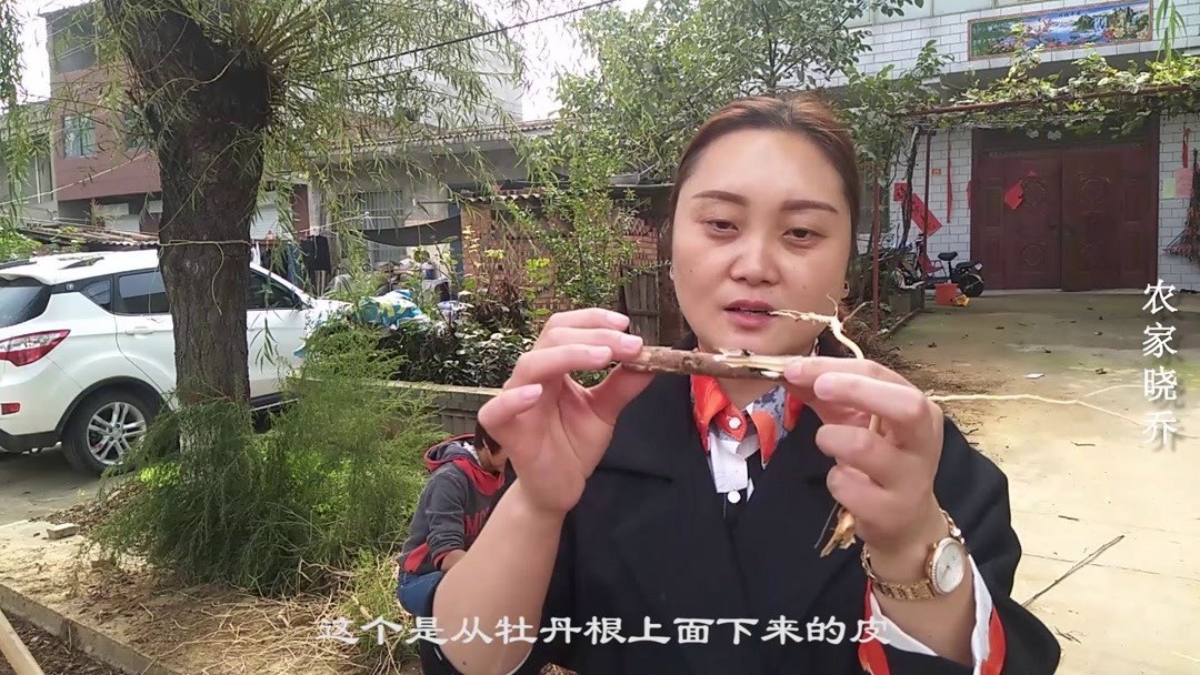 牡丹花好看,没想到牡丹根也是宝,看晓乔解说牡丹根的妙用