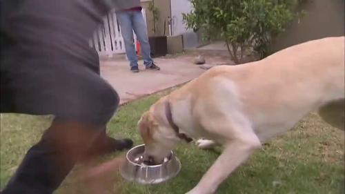 一只护食的狗狗,狠起来连主人都咬,该如何解决