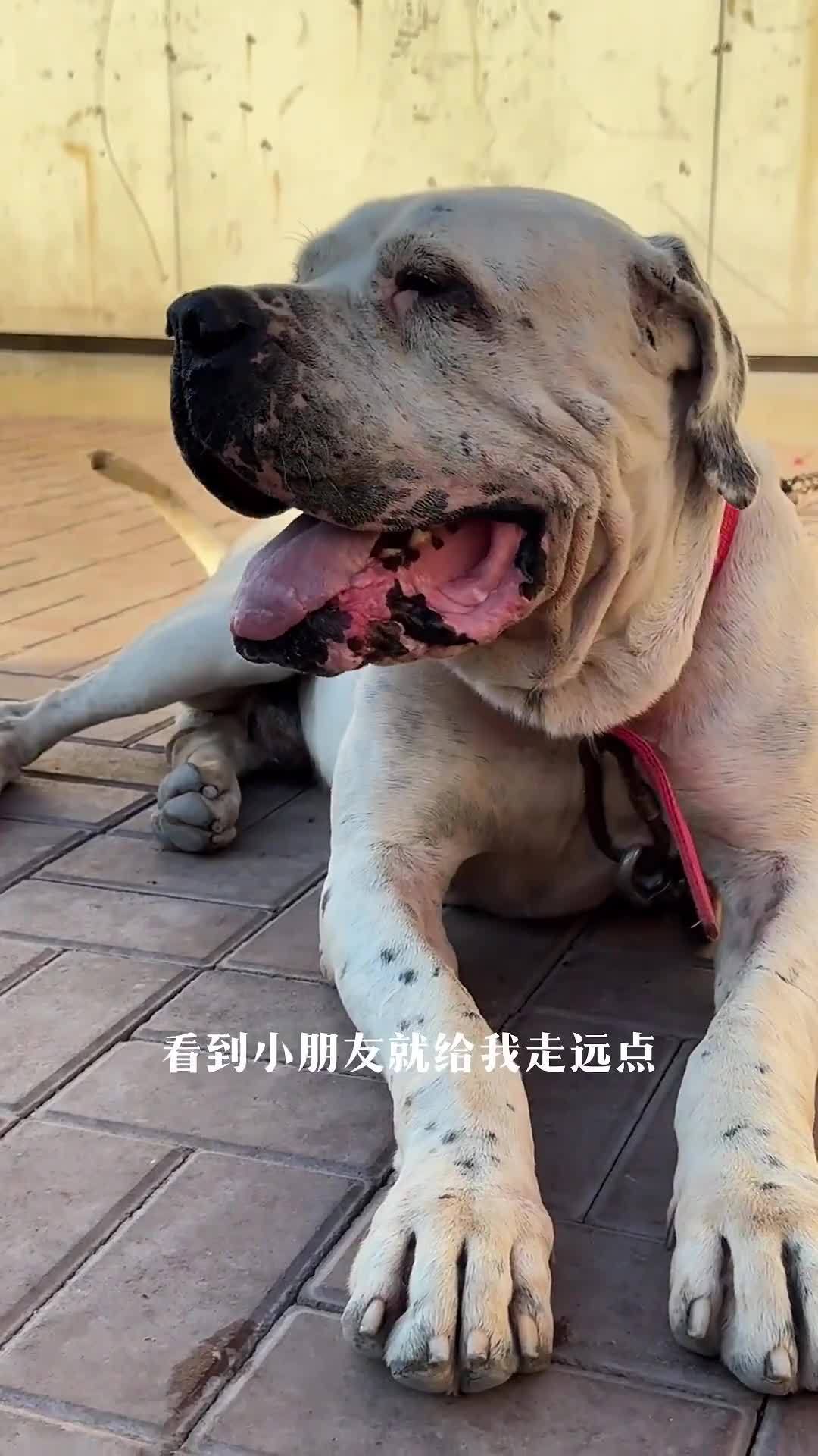 安全教育工作进行中#萌宠出道计划 #萌宠