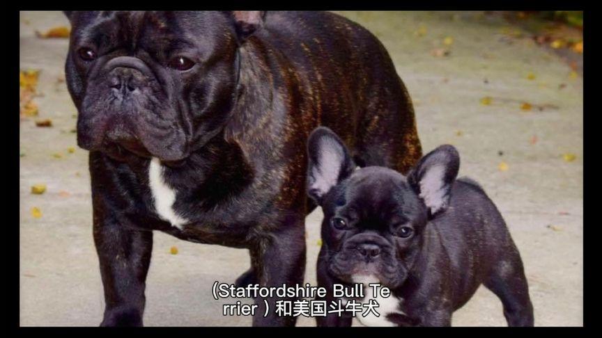 比特犬,简单介绍