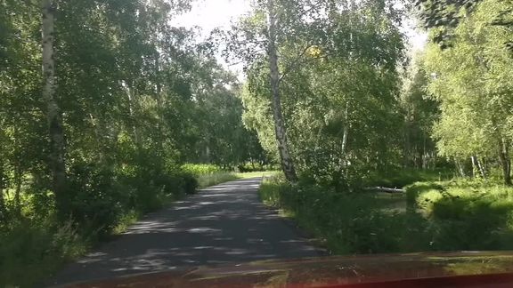 #越野车师#带您玩转新疆,白桦林。