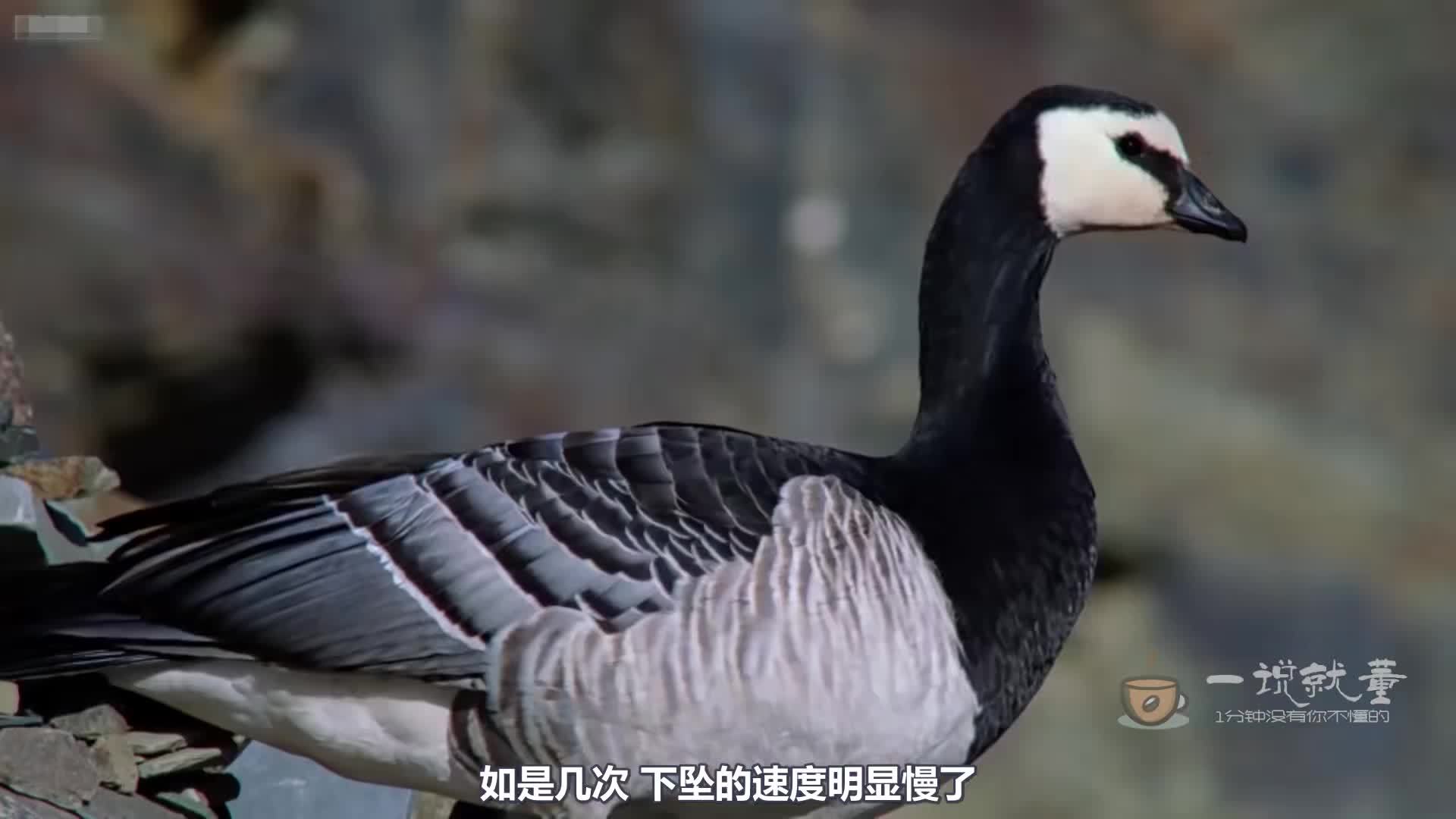 生命从跳崖开始,如果不是摄像机拍到,您都不敢相信是真的?