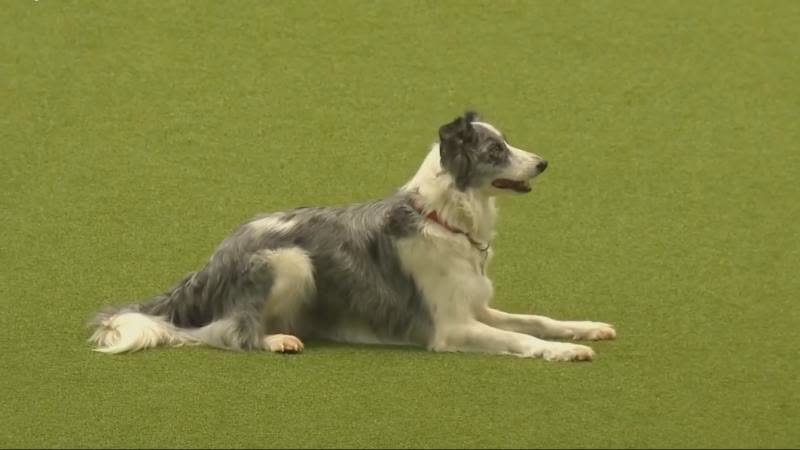 狗狗和主人合作表演的一段舞蹈,隔着屏幕都能感受到凄凉