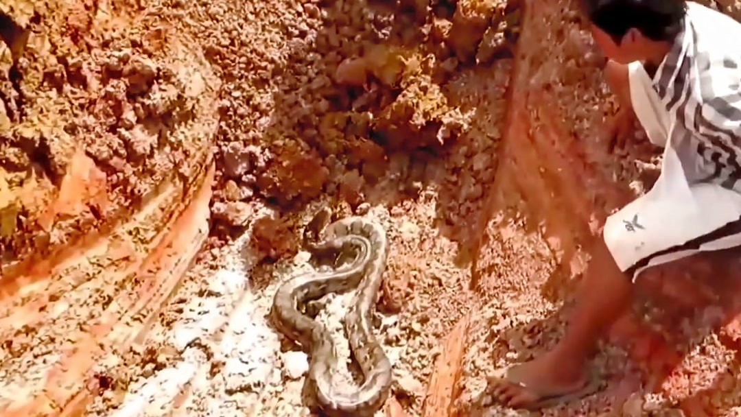 动物世界:掘机挖出巨蟒,发现蟒蛇肚子不对劲,7人合力才抬走