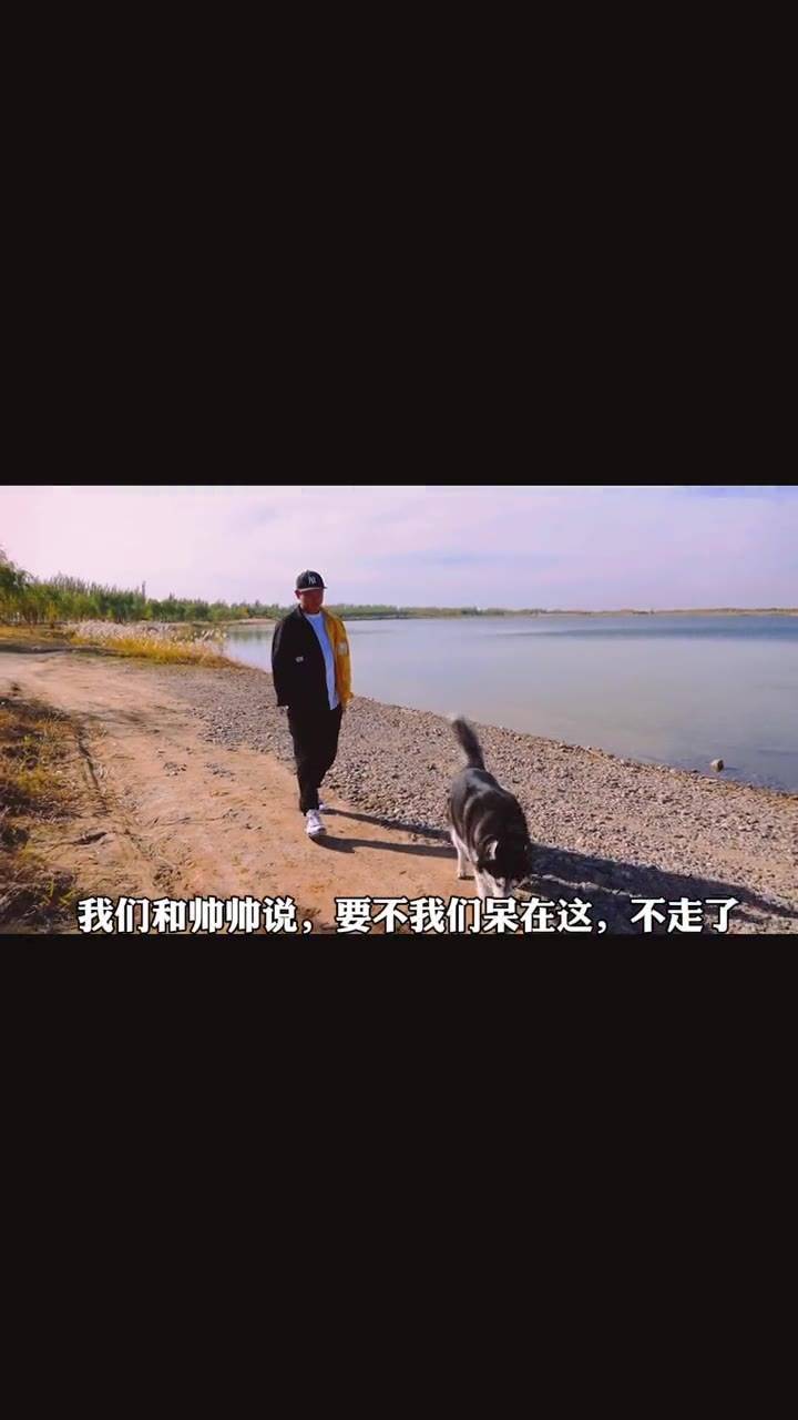狗狗可以肆意在上面行走