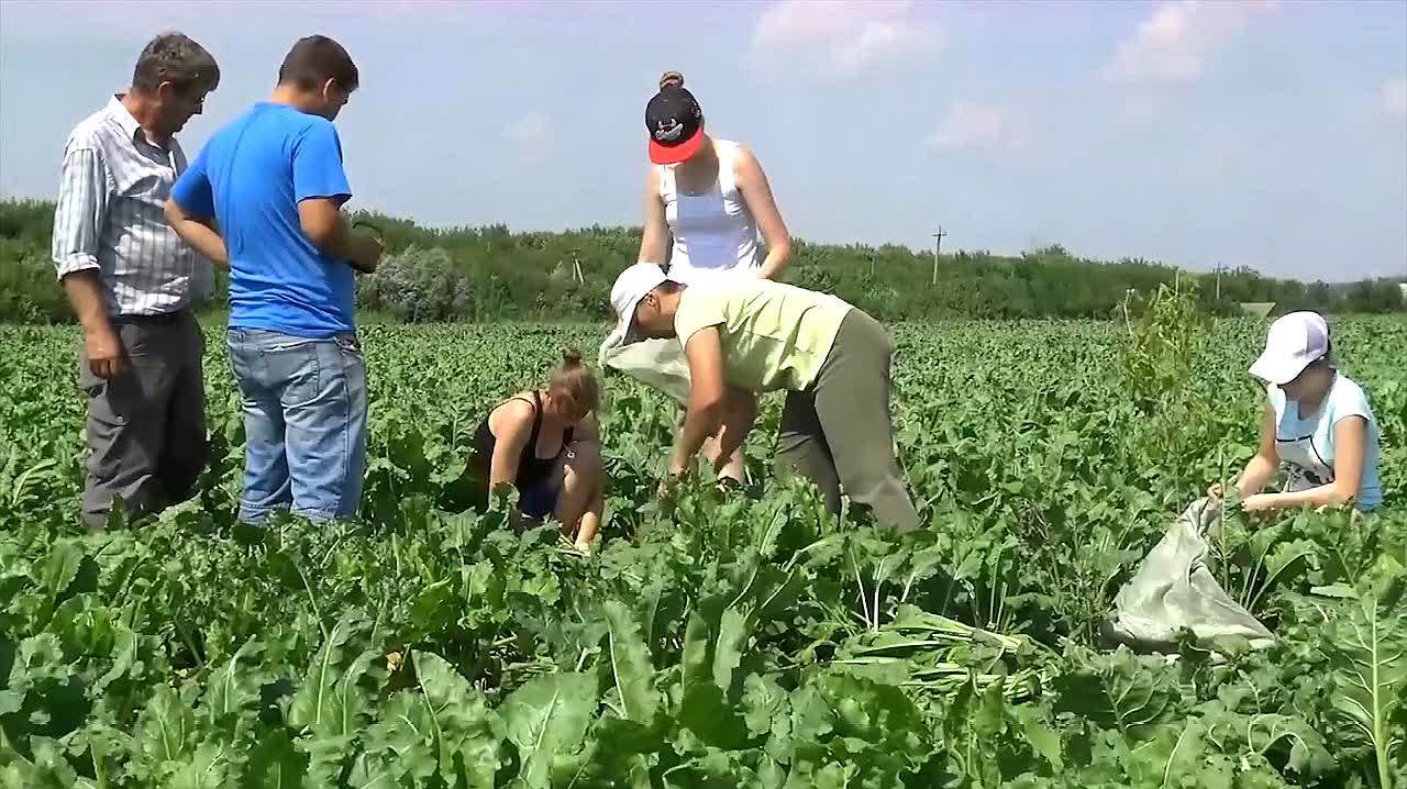 俄罗斯地广人稀!好好的土地却要荒废,只能求助中国农民