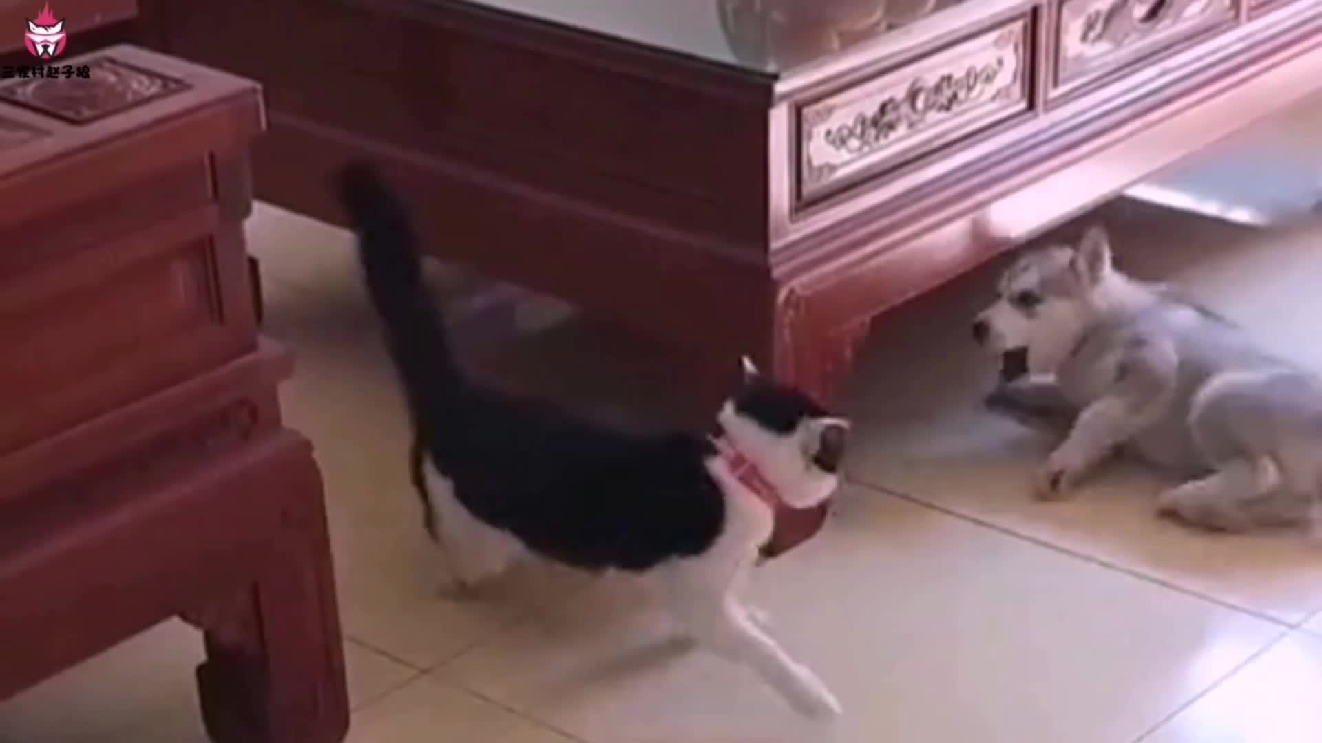笑亿天 二哈 我妈说猫都怕我们二哈 为啥你不怕啊!