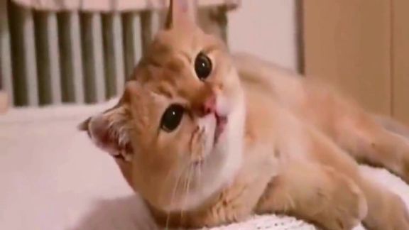 小猫咪撒娇卖萌,主人瞬间被萌化了~网友:又想骗我养猫!