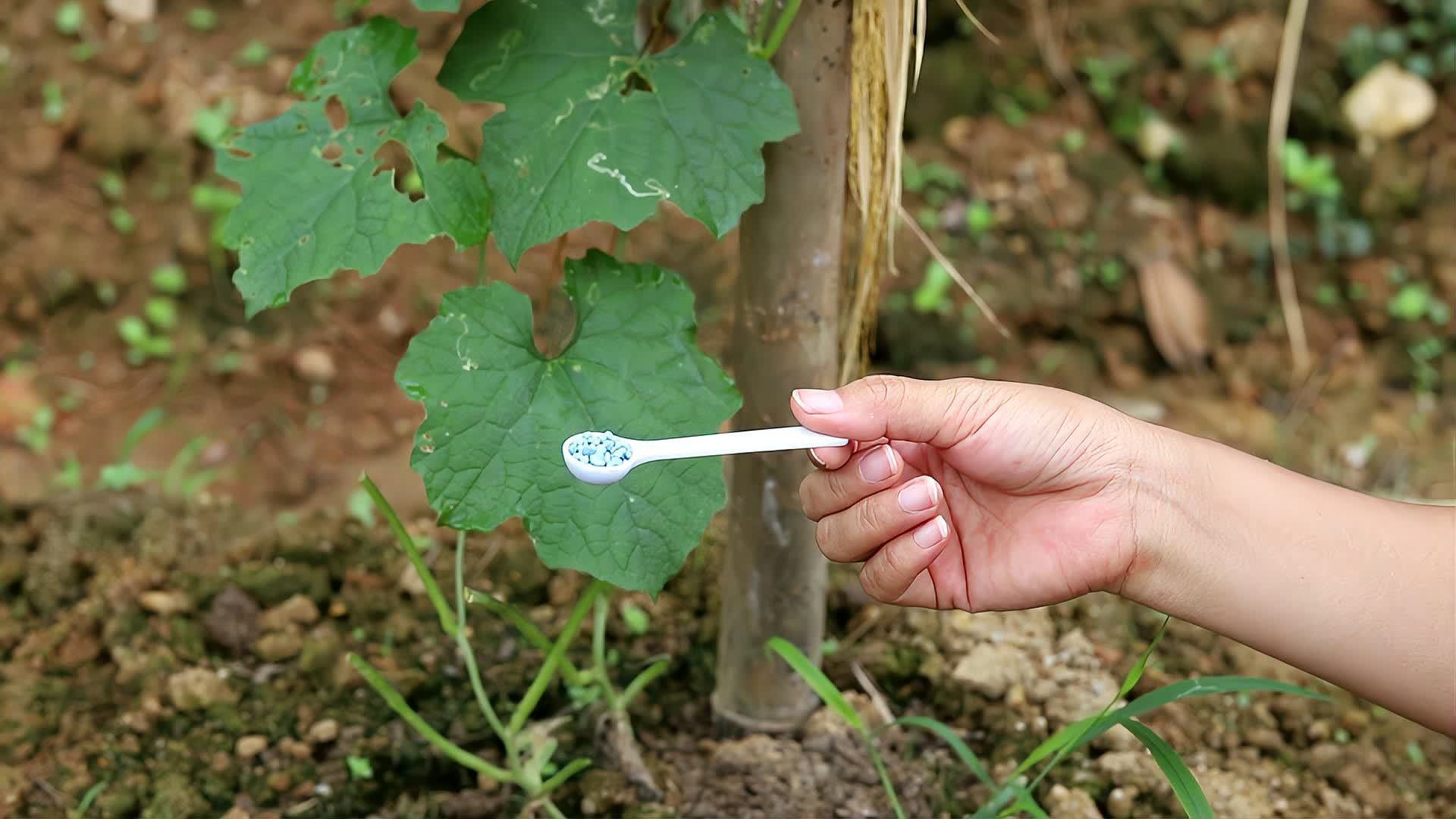 丝瓜像我这样养,生长旺结瓜多,看完学会了吗?