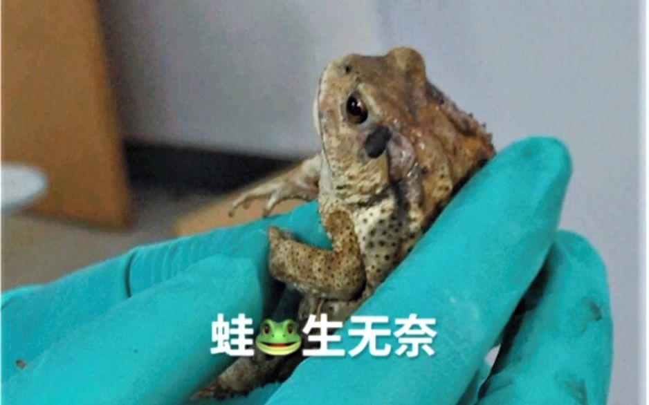 【初投稿】生物实验课 vlog (神经干动作电位与骨骼肌收缩的关系)