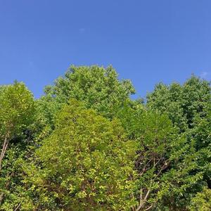 陌嬌 
