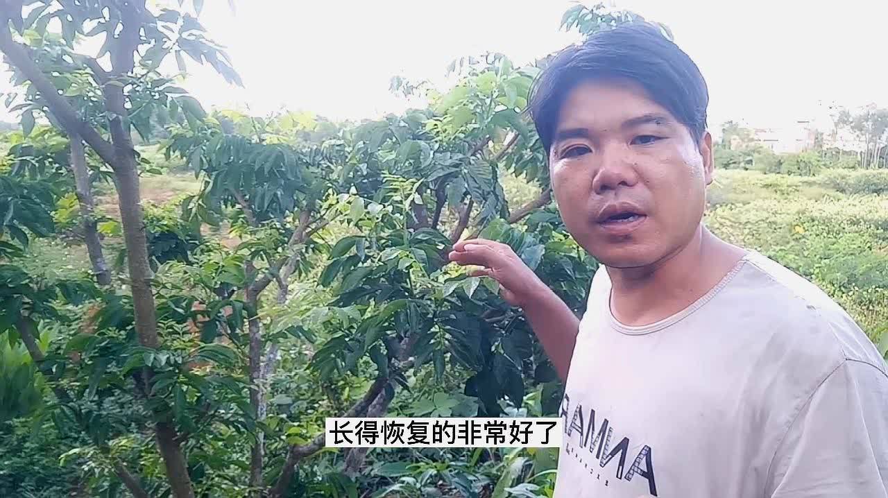 种植鸡心黄皮你必须要懂得日常检查工作,这样才能提高产量!