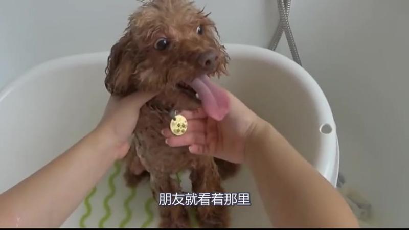 揭秘宠物店给猫狗洗澡 那些不为人知的小秘密