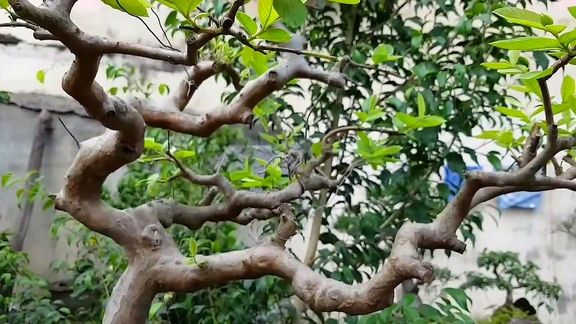 农村大叔,将番石榴制作成盆景,摆放在院子里“枝无寸直”造型美