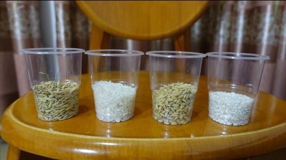 杂交水稻和非杂交水稻有什么区别?家里两种都有,给大家做个对比