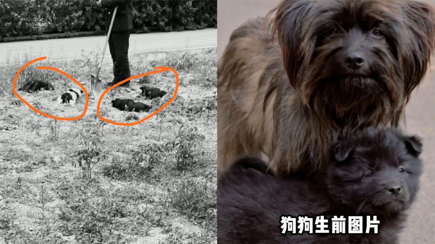学校用铁锹和毒杀整治流浪狗,学生们偷偷保护流浪猫狗转运校外