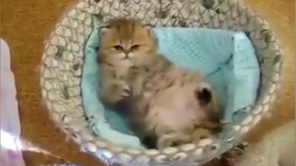 小猫咪各种撒娇卖萌,太诱人了!