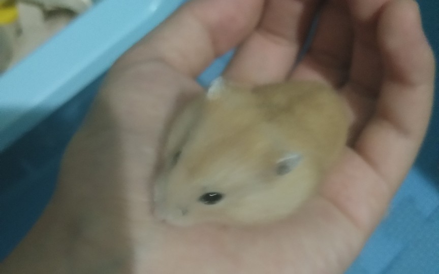 【仓鼠】新成员来了!-仓鼠观察日记13