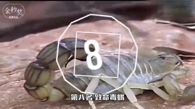 世界上十大最毒生物排行榜,碰到让人立刻毙命!