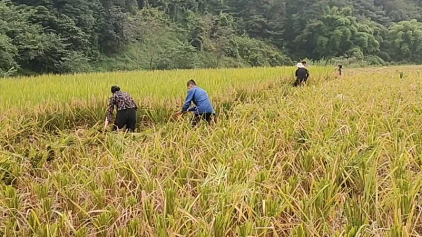 北方人第一次来四川打谷子#农民伯伯