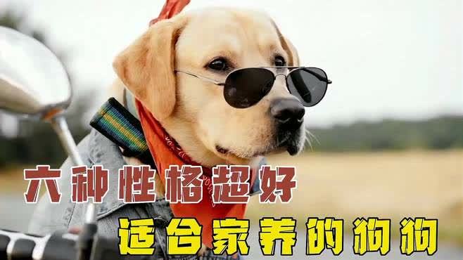 六种性格超级好,适合家养的大型犬